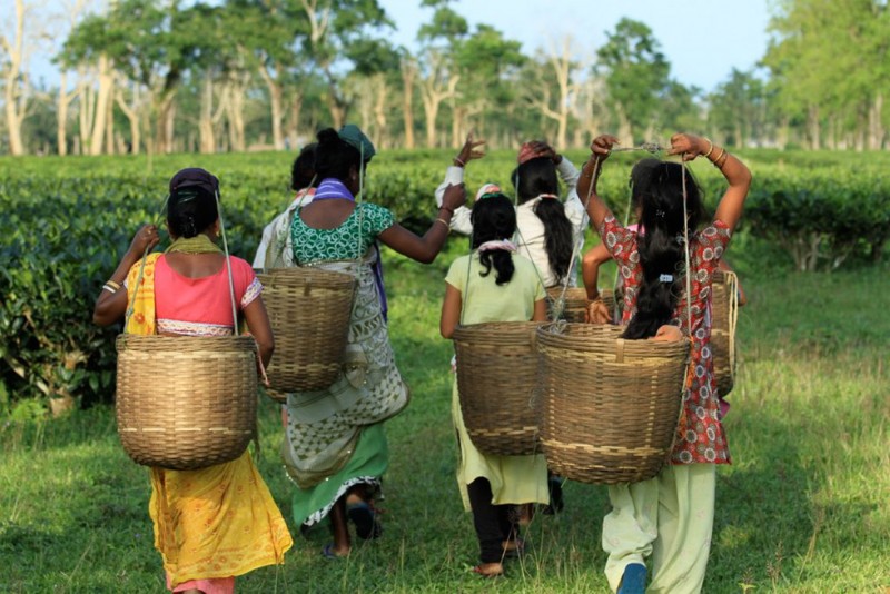 Bio Assan Tee aus Indien | Assam Projekt